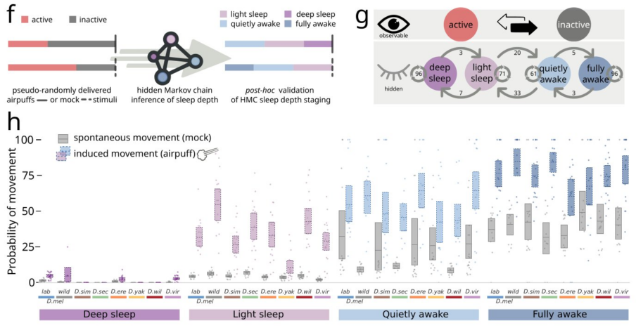 Divergent evolution of sleep functions – gilestro laboratory